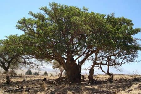 The Significance of Odaa Nabee for Oromo Culture | Advocacy for Oromia